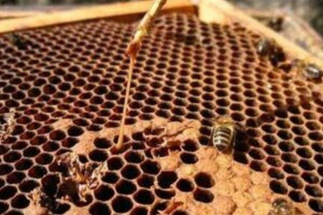 Loque américaine - EAV85