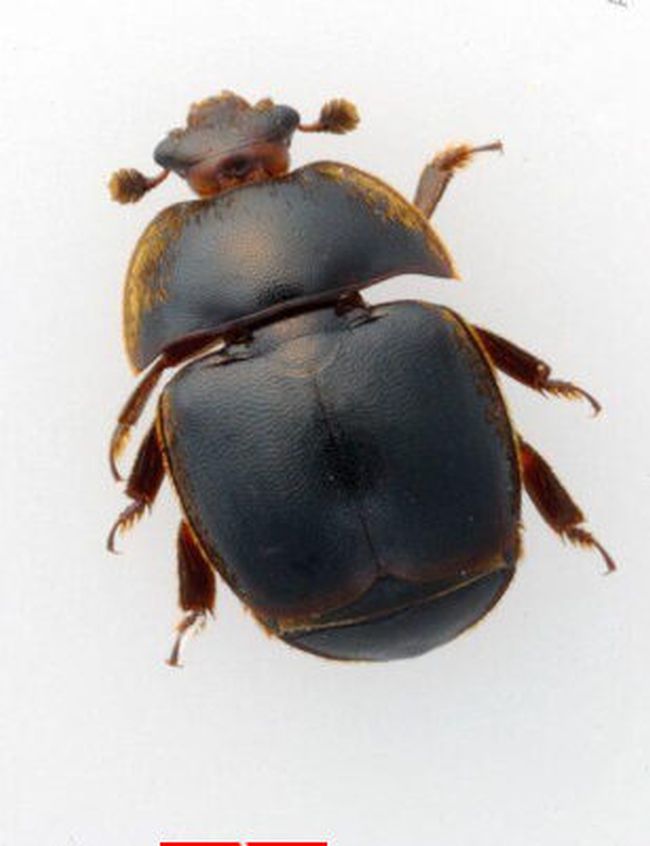 Petit coléoptère des ruches - EAV85